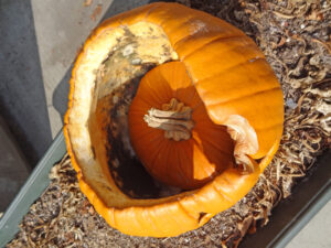 Halloween science: Pumpkin decomposition - Gift of Curiosity
