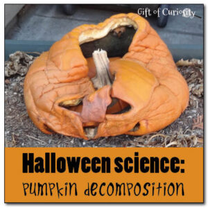 Halloween science: Pumpkin decomposition - Gift of Curiosity