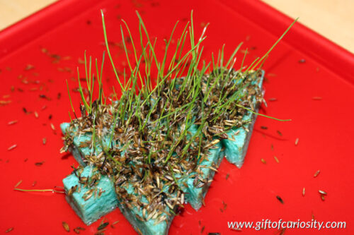 Grow your own Christmas tree sponge - Gift of Curiosity