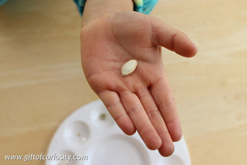 Exploring seeds with preschoolers, part 1 - Gift of Curiosity