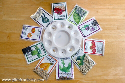 Exploring seeds with preschoolers, part 1 - Gift of Curiosity