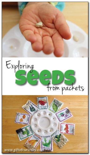 Exploring seeds with preschoolers, part 1 - Gift of Curiosity