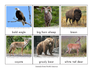 Animals and their Continents Sorting Cards - Gift of Curiosity