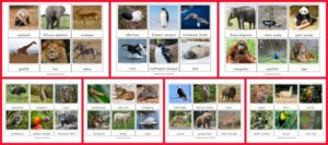 Animals and their continents geography activity - Gift of Curiosity