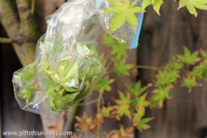 How leaves "breathe": a backyard demonstration of leaf transpiration ...