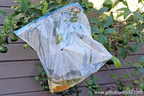 How leaves "breathe": a backyard demonstration of leaf transpiration ...