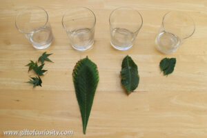 How and why leaves change color: A chromatography experiment for fall ...