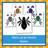 Parts of an Insect Game - Gift of Curiosity