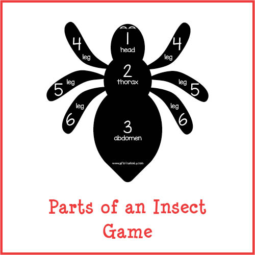 Parts of an Insect Game - Gift of Curiosity
