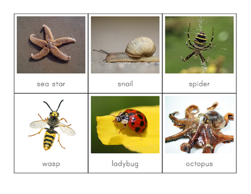 Vertebrates vs. Invertebrates Sorting Cards - Gift of Curiosity
