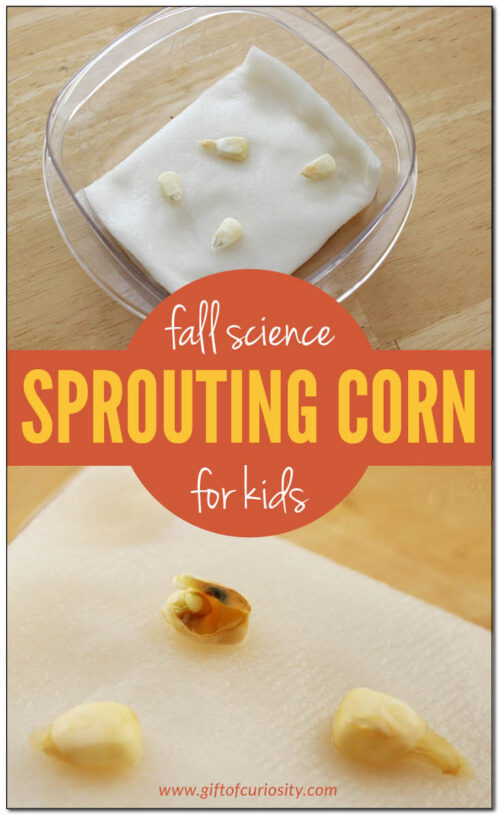 Sprouting fresh corn kernels {fall science for kids} - Gift of Curiosity