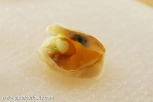 Sprouting fresh corn kernels {fall science for kids} - Gift of Curiosity