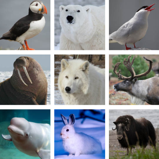 Arctic Region Archives - Gift of Curiosity
