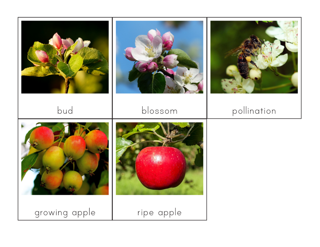 Apple Unit Study - Gift of Curiosity