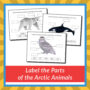 Label the Parts of the Arctic Animals {printable} - Gift of Curiosity