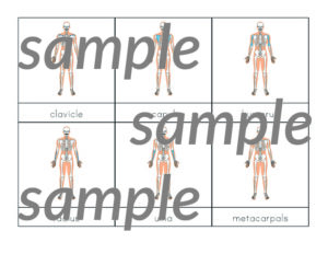 Skeleton 3-Part Cards - Gift of Curiosity