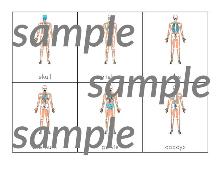 Skeleton 3-Part Cards {Montessori} - Gift of Curiosity