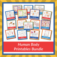 Internal Organs of the Human Body 3-Part Cards {Montessori} - Gift of ...