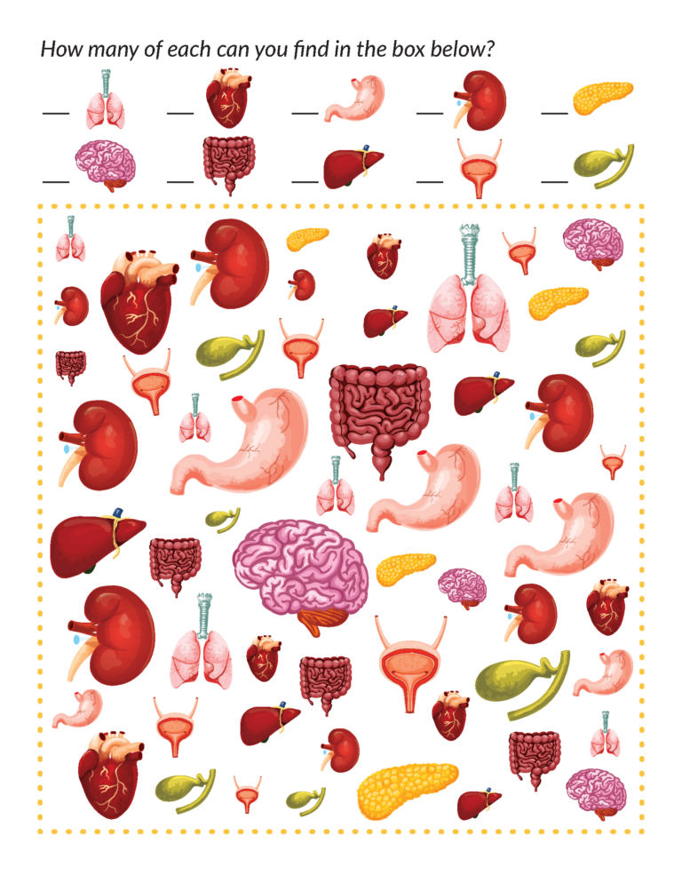Human Body Printables Bundle - Gift of Curiosity