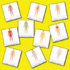 Human Body Archives - Gift of Curiosity