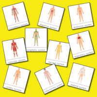Human Body Archives - Gift of Curiosity