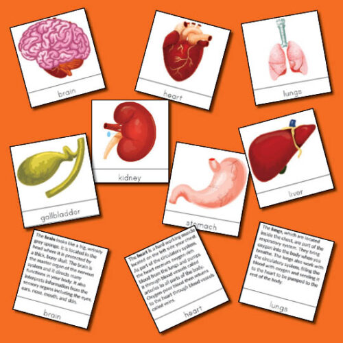 Human Body Archives - Gift of Curiosity