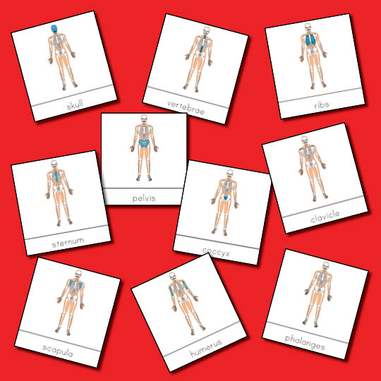 Human Body Archives - Gift of Curiosity