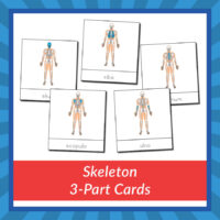 Skeleton 3-Part Cards - Gift of Curiosity