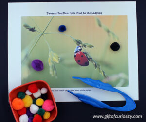 Insects Fine Motor Pack - Gift of Curiosity