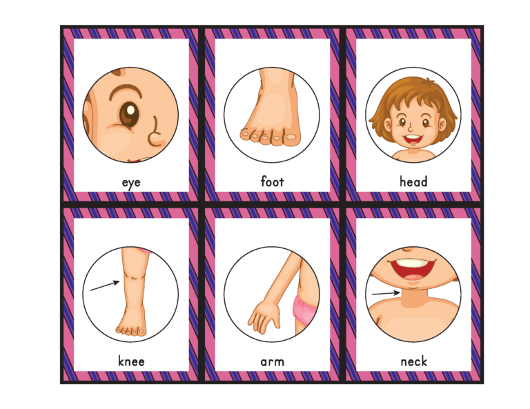 Body Parts Bingo - Gift of Curiosity