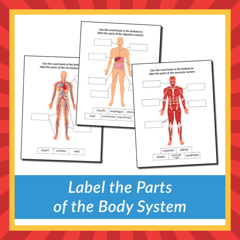 Label the Parts of the Body System - Gift of Curiosity