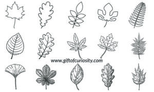 Leaf Outlines {free printable} - Gift of Curiosity