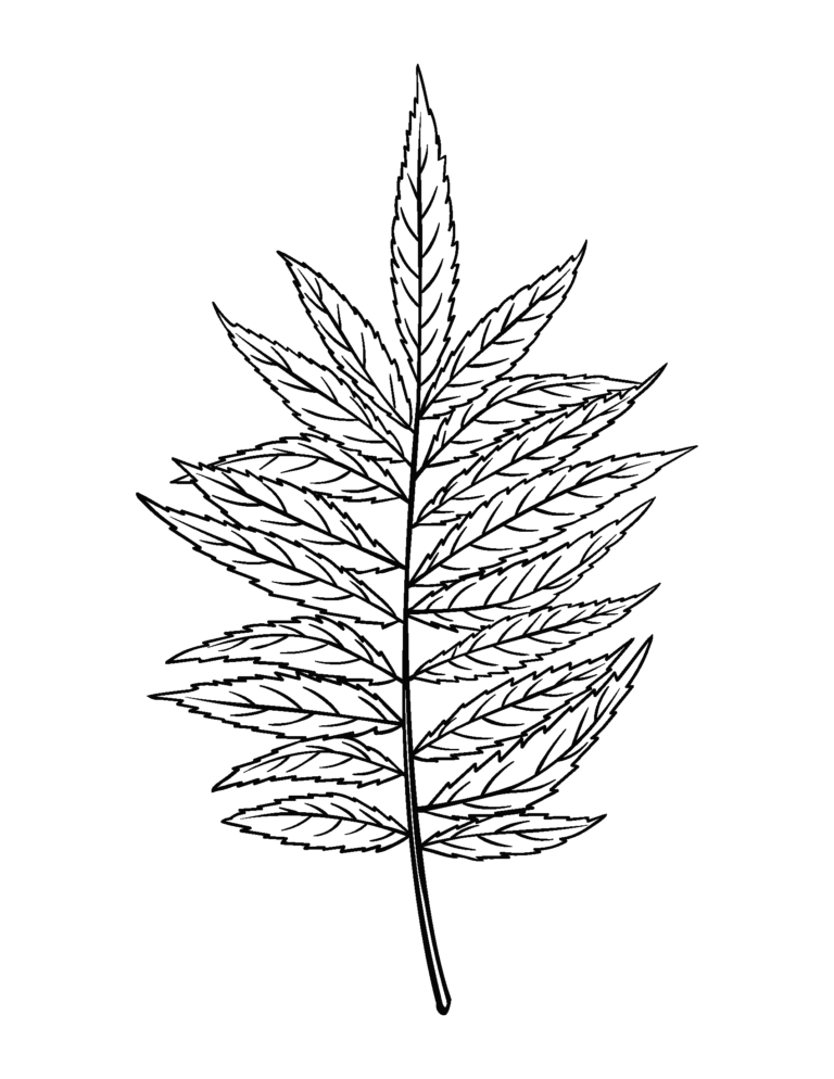 Leaf Outlines - Gift of Curiosity