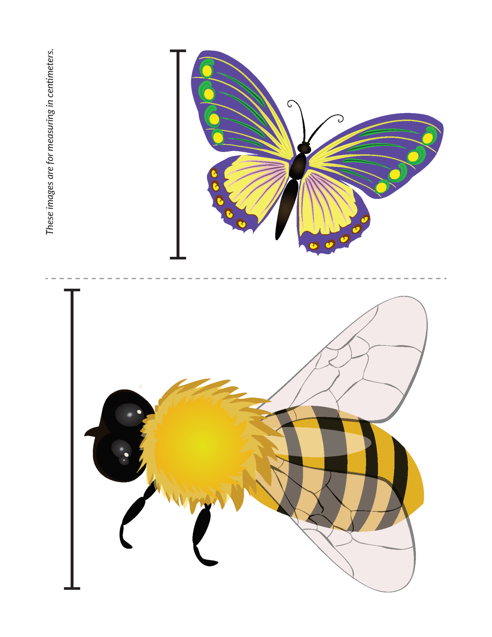 Measurement Activity Packs Bundle - Gift of Curiosity