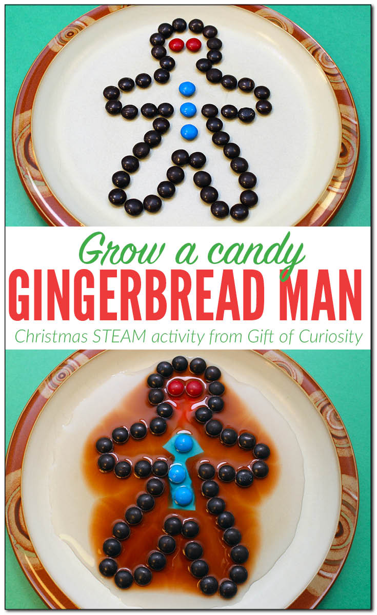 Christmas STEAM: Grow a candy gingerbread man - Gift of Curiosity