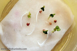 Seed Sprouting Experiment (including student observation worksheets ...