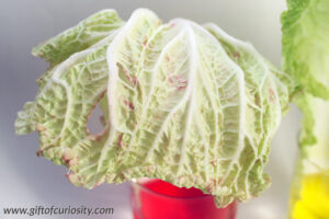 Cabbage experiment: easy botany activity showing how plants get water ...