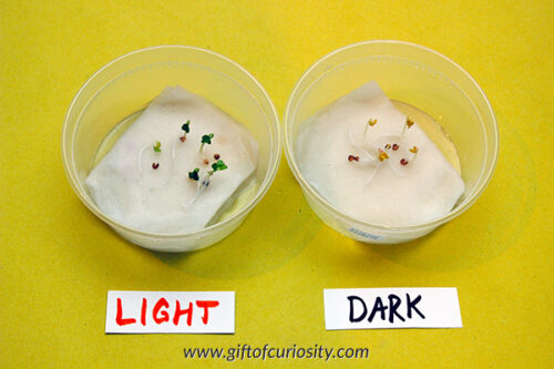 Seed Sprouting Experiment (including student observation worksheets ...