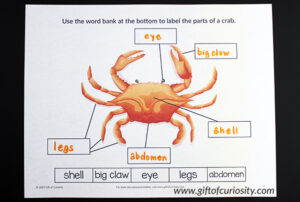 Label the Parts of the Ocean Animals - Gift of Curiosity