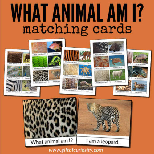 What Animal Am I? Montessori-inspired Matching Cards - Gift of Curiosity