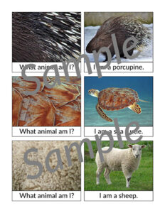 What Animal Am I? Matching Cards - Gift of Curiosity