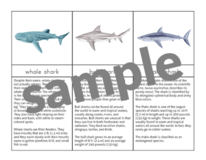 Shark 3-Part Cards - Gift of Curiosity