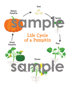 Life Cycle of a Pumpkin - Gift of Curiosity