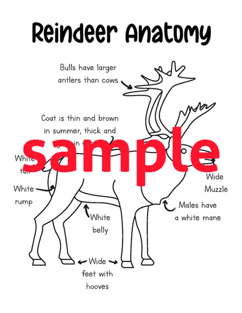 Reindeer Activity Pack - Gift of Curiosity