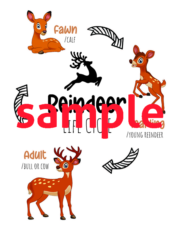 Reindeer Activity Pack - Gift of Curiosity